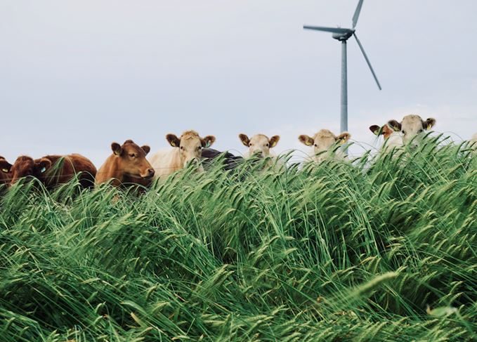 Whisky makers rediscover bere barley | Scotch Whisky